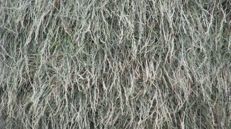 To Build A Haystack – The School of the Transfer of Energy