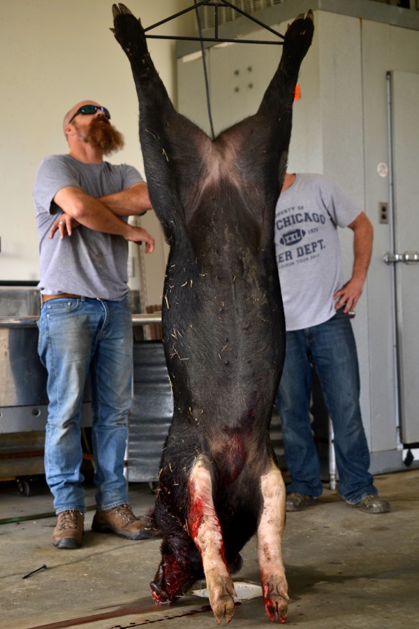 copper engraving – The School of the Transfer of Energy